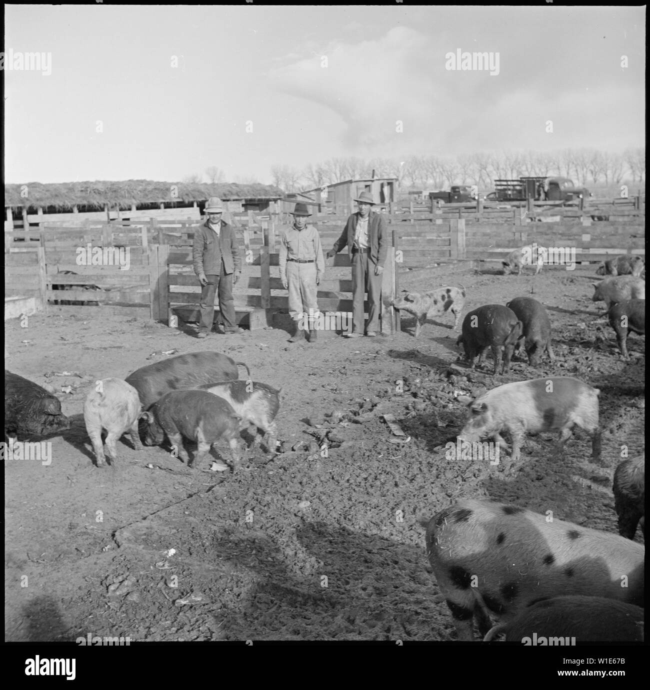 Granada Relocation Center, Amache, Colorado. The Amache center hog farm ...