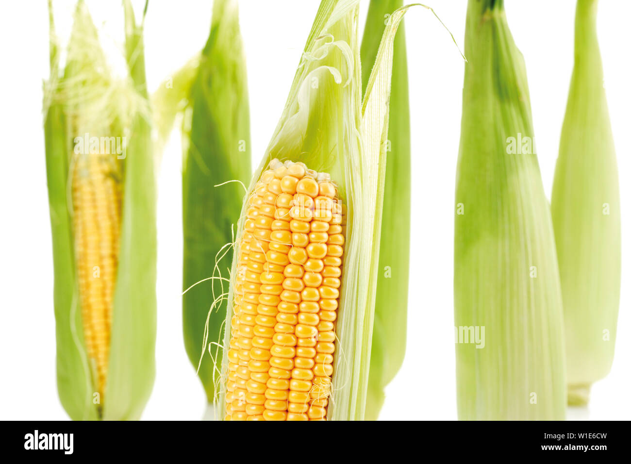 Maize Cobs Colors High Resolution Stock Photography and Images - Alamy