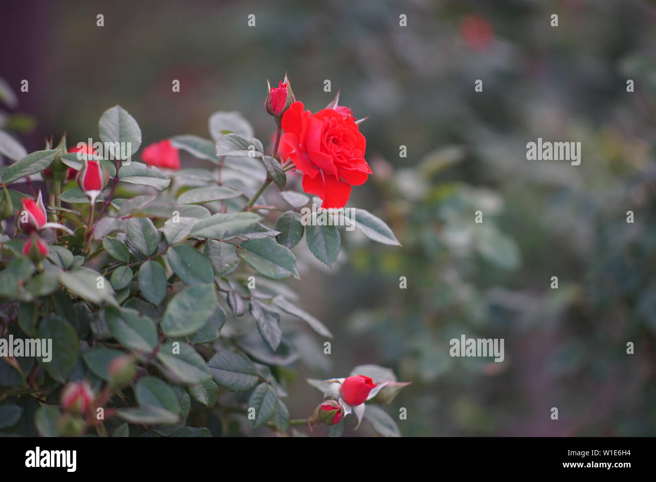 Red Climbing Roses High Resolution Stock Photography and Images - Alamy