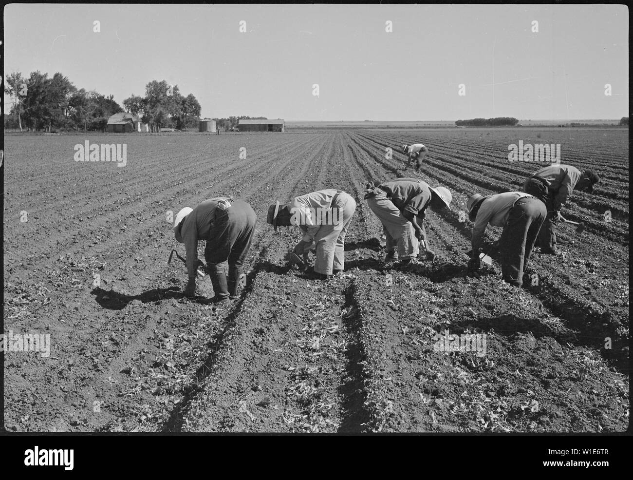 Granada Relocation Center, Amache, Colorado. Volunteer farm workers ...