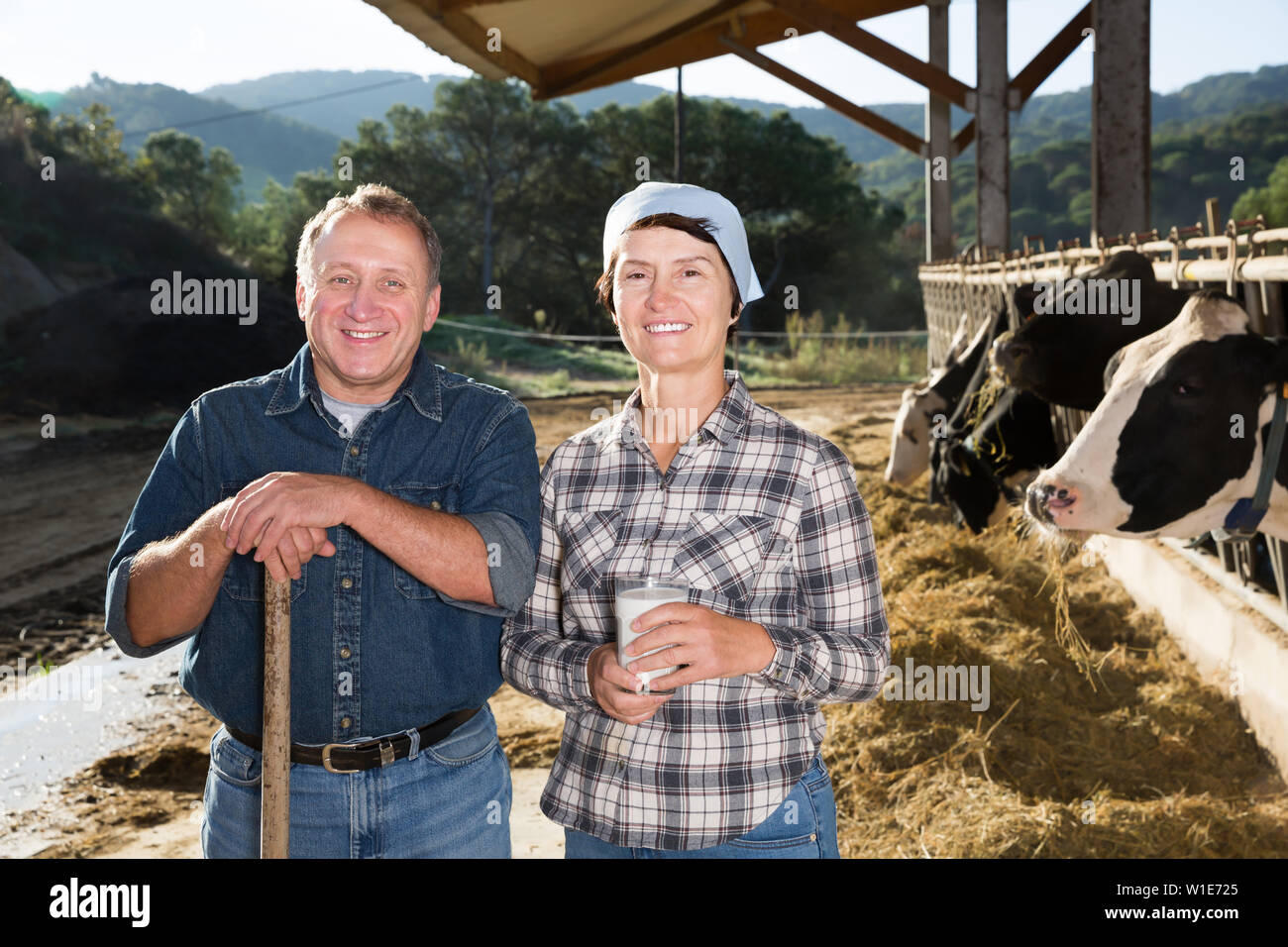 Couple farmers who are standing at their workplace near cows at the ...
