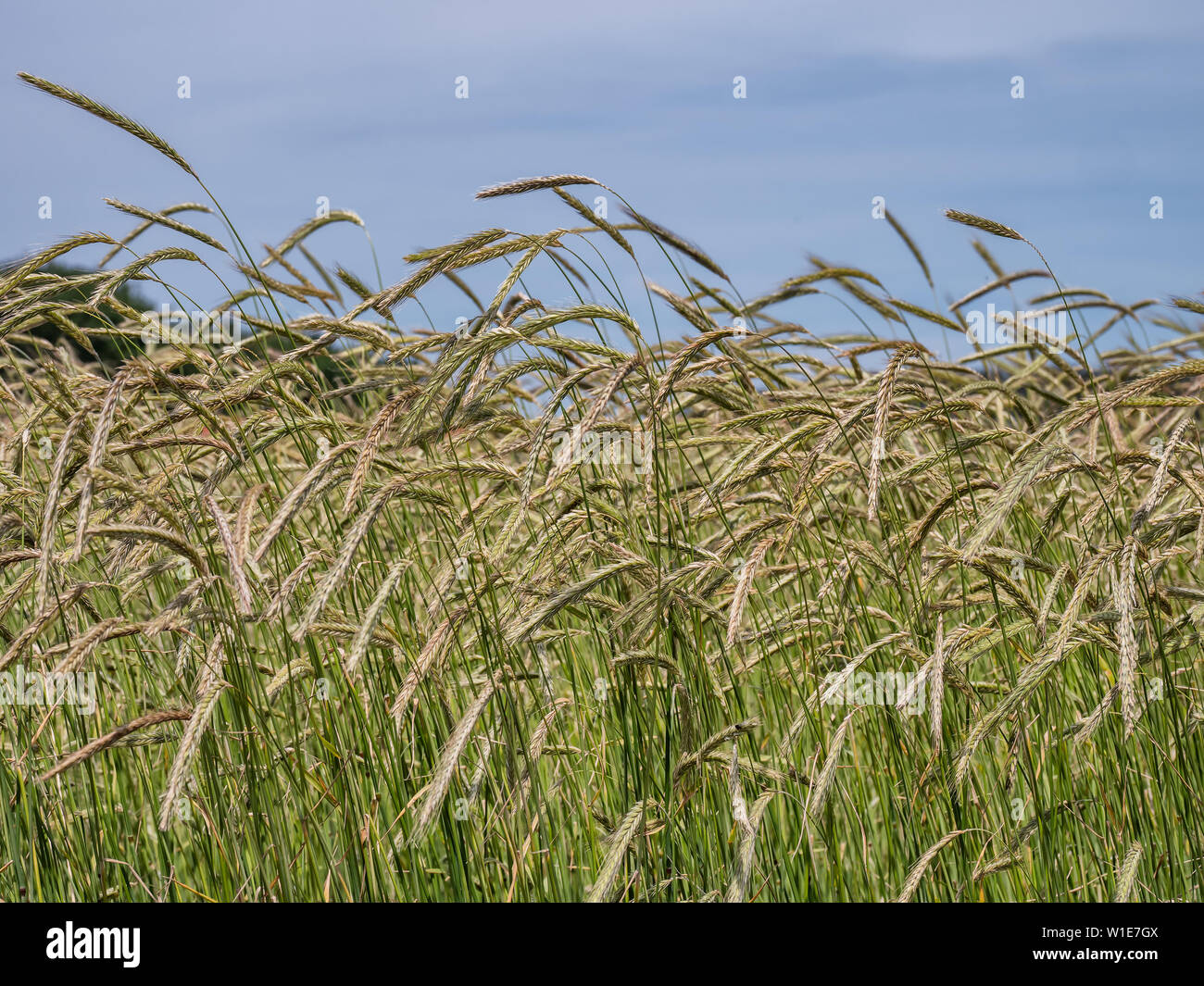 Rye in a ryefield in Denmark Stock Photo - Alamy