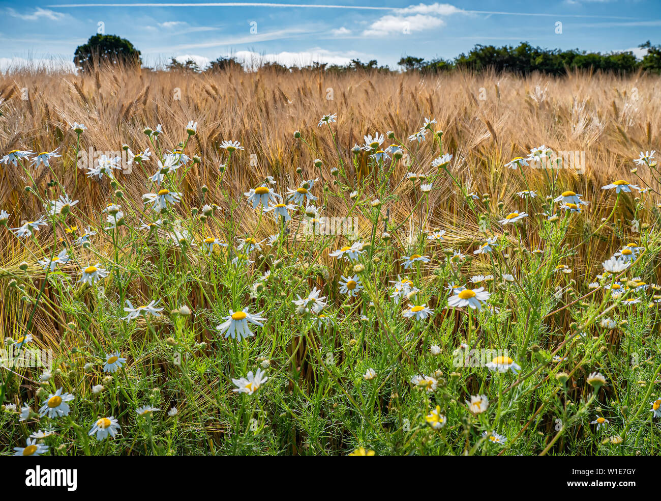 Danish harvester hi-res stock photography and images - Alamy