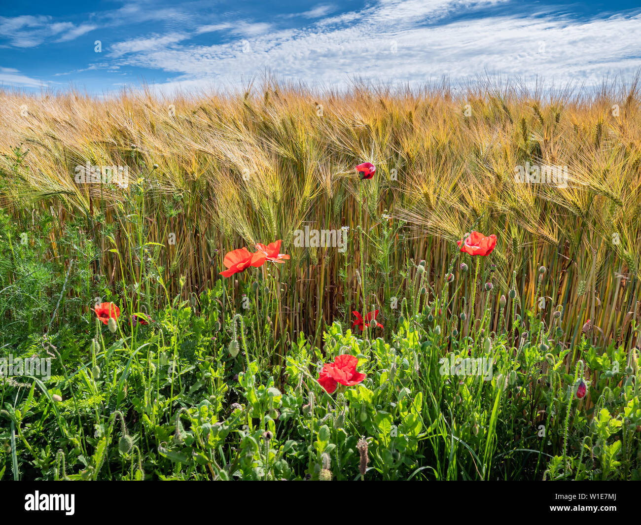 Barley and poppies in a Danish field Stock Photo - Alamy