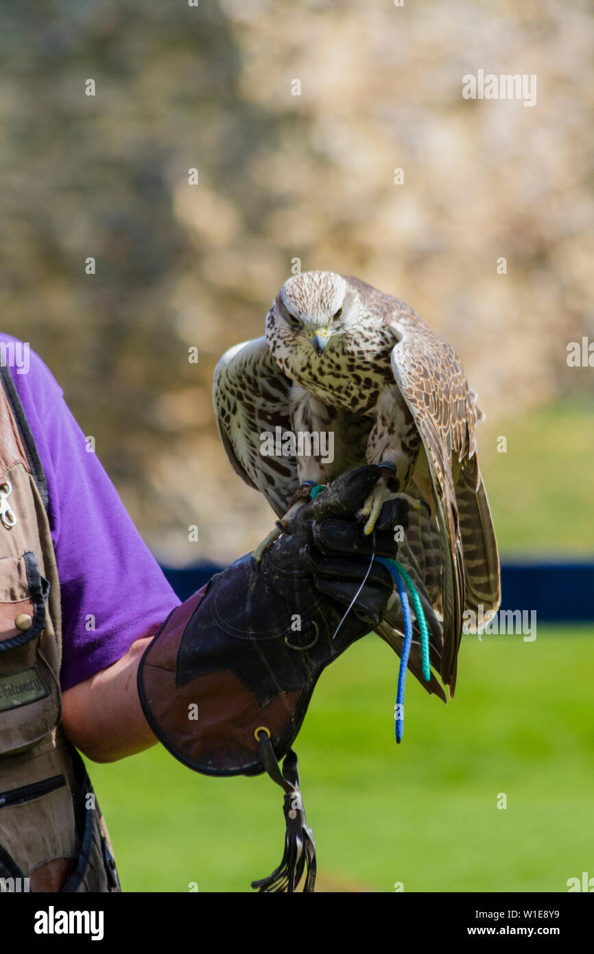 Falcon perched on its trainer's hand Stock Photo - Alamy