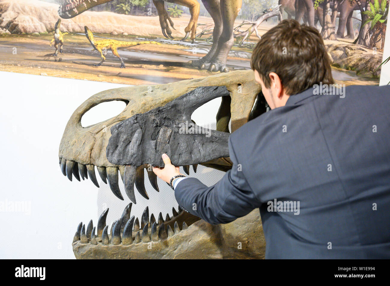 Torvosaurus skull hi-res stock photography and images - Alamy