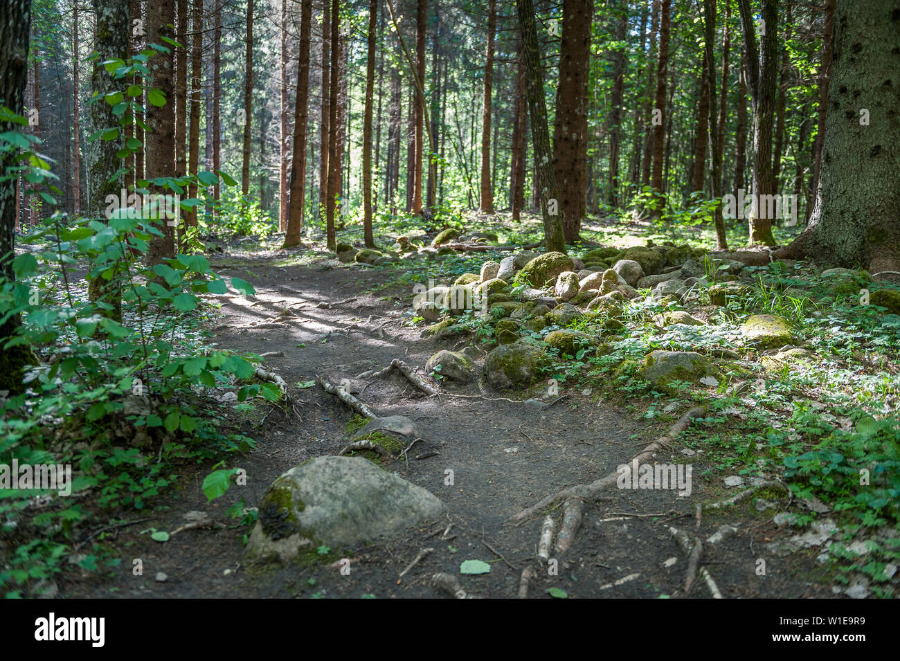 Pokaini forest hi-res stock photography and images - Alamy
