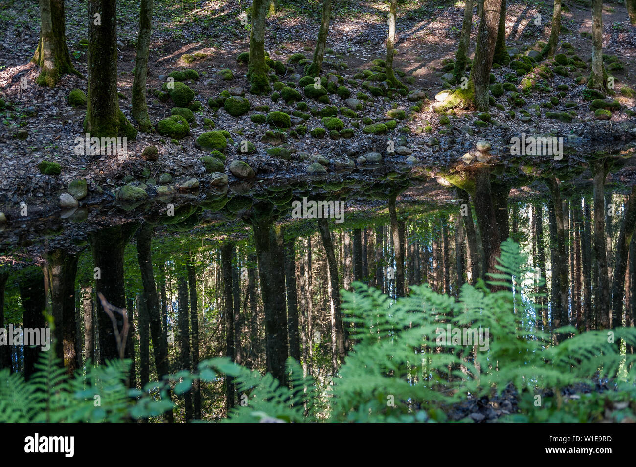 Mysterious lake in Pokaini Forest. Stones, roots of trees and fern on ...