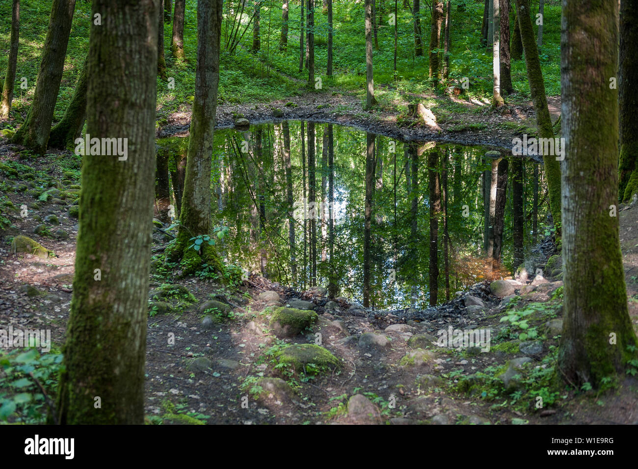 Pokaini forest hi-res stock photography and images - Alamy