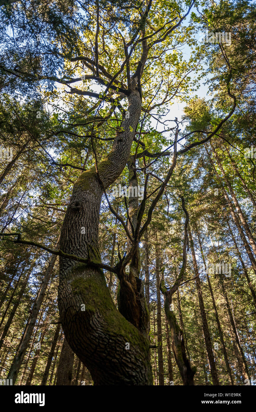 A large tall tree in Pokaini Forest. Magic forest in Latvia. Baltic ...