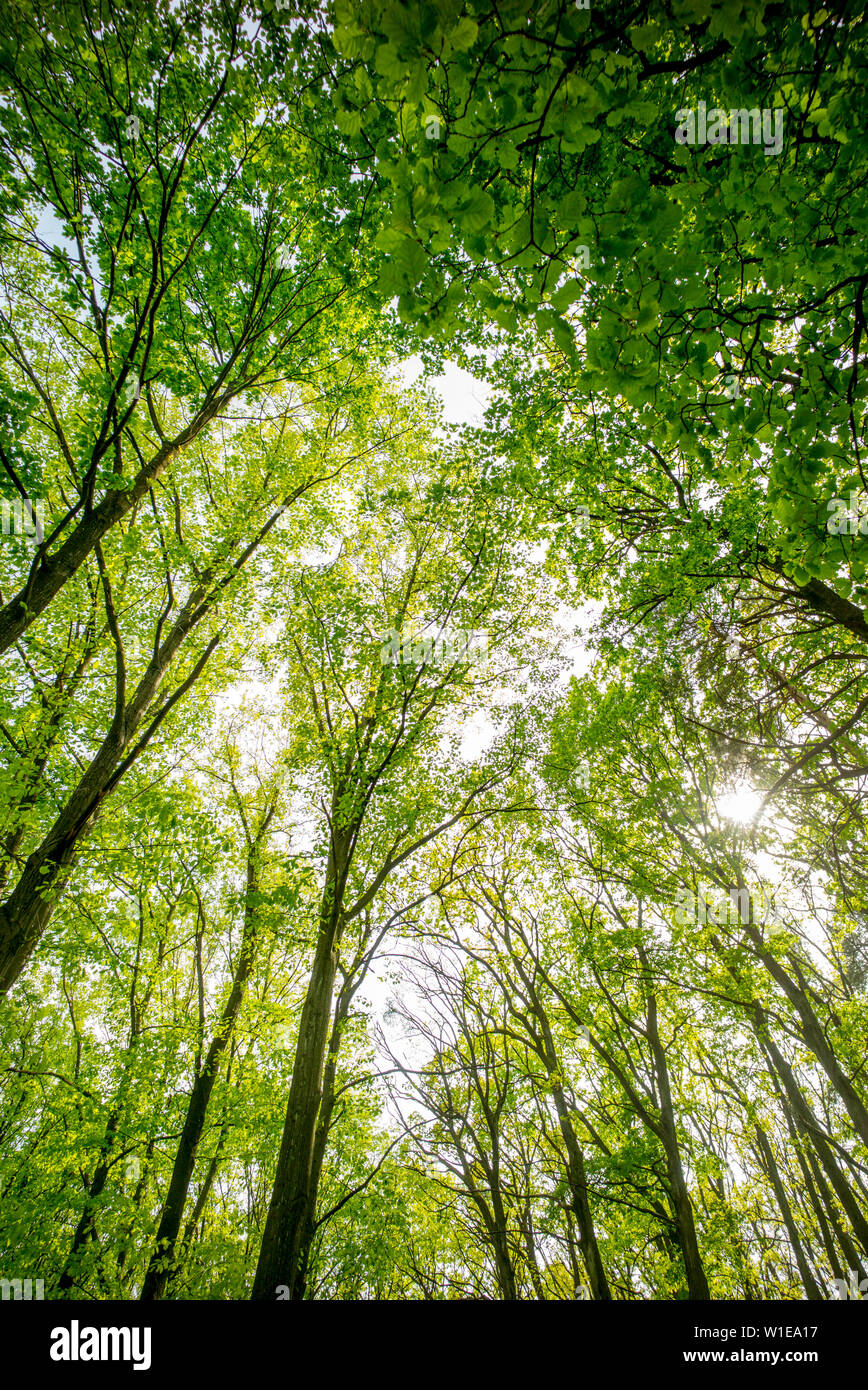 Spring or summer nature. Tall trees with green leaves, bottom view ...