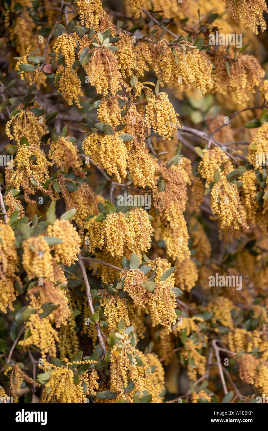 Close up view of a blooming Quercus ilex, Holm oak tree in Spring Stock ...