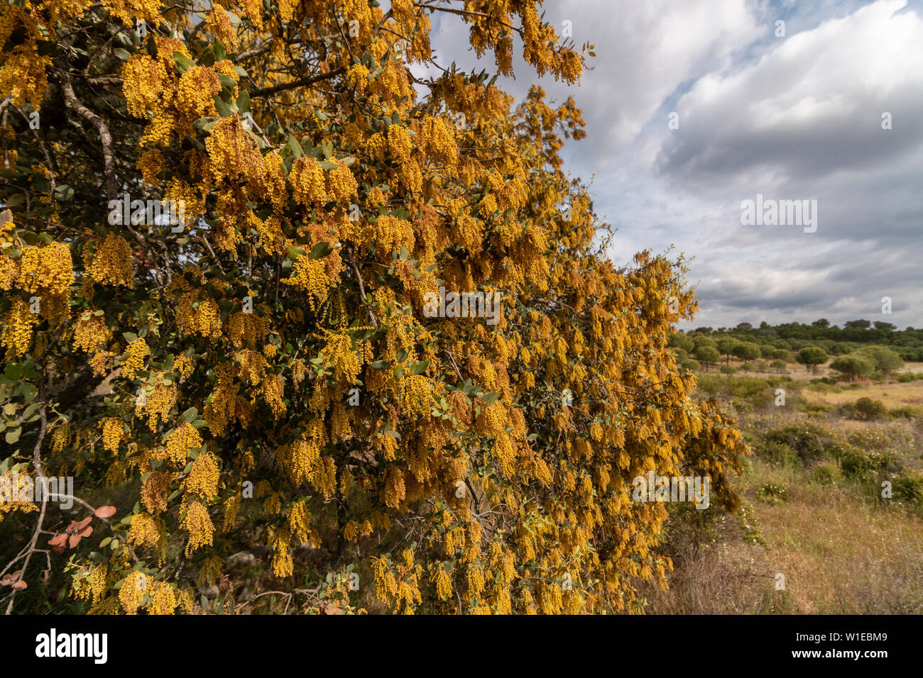 Close up view of a blooming Quercus ilex, Holm oak tree in Spring Stock ...