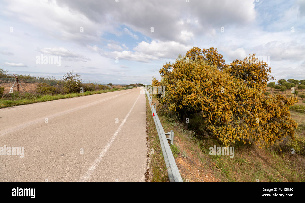 Close up view of a blooming Quercus ilex, Holm oak tree in Spring Stock ...