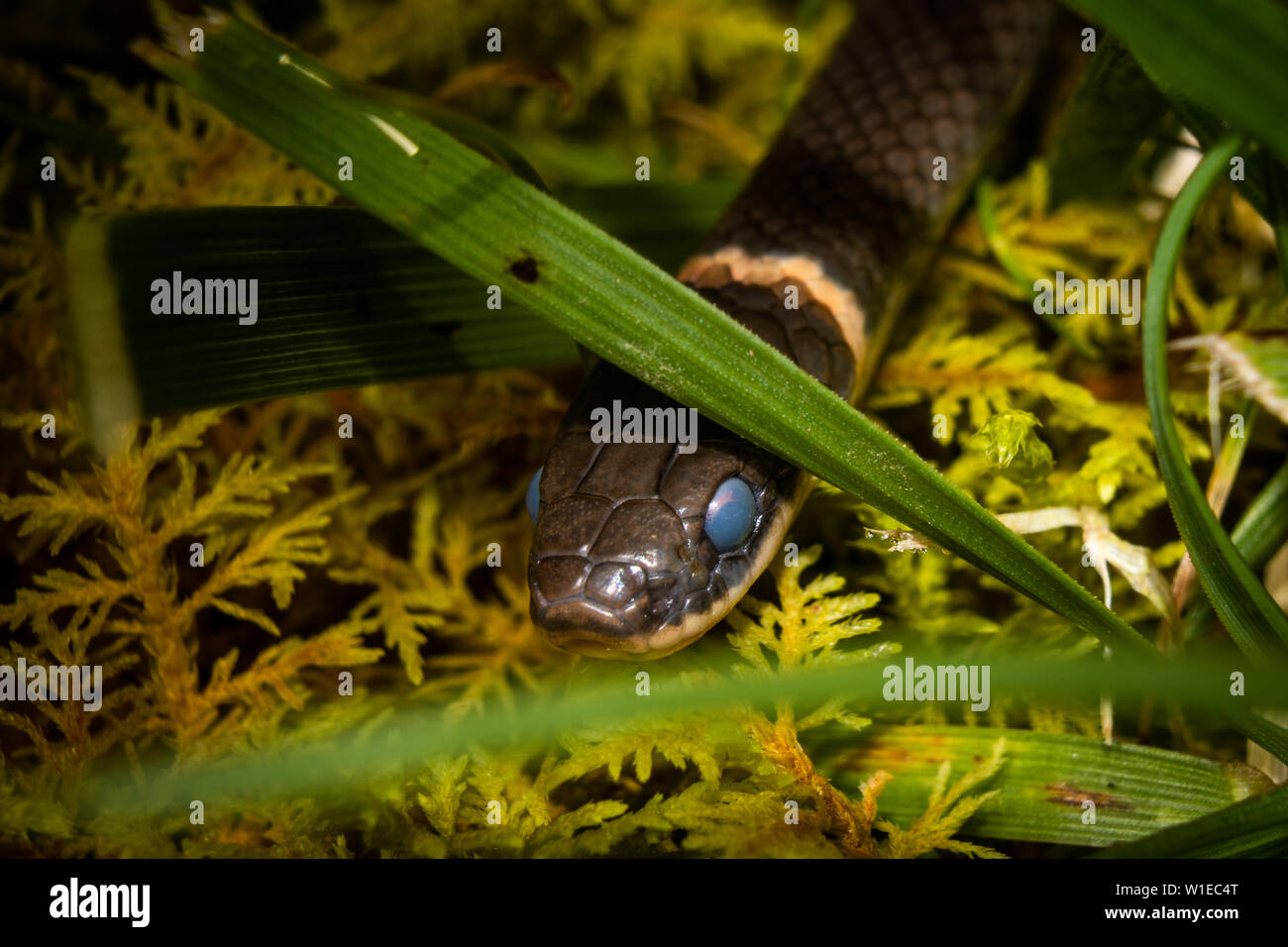 A ringneck snake has blue eye caps indicating that it's close to its ...