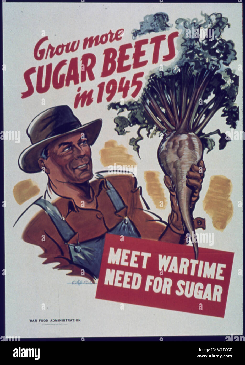Grow More Sugar Beets in 1945. Meet Wartime need for Sugar Stock Photo ...