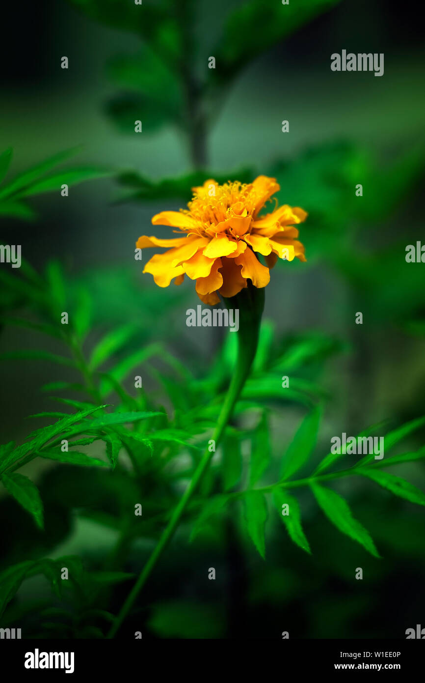 One flower of marigold isolated on a white background Beautiful ...