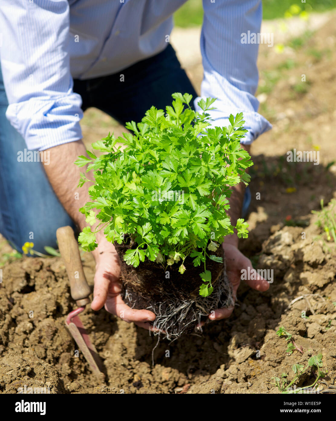 Man planting fresh parsley on vegetable garden, vertical image Stock ...
