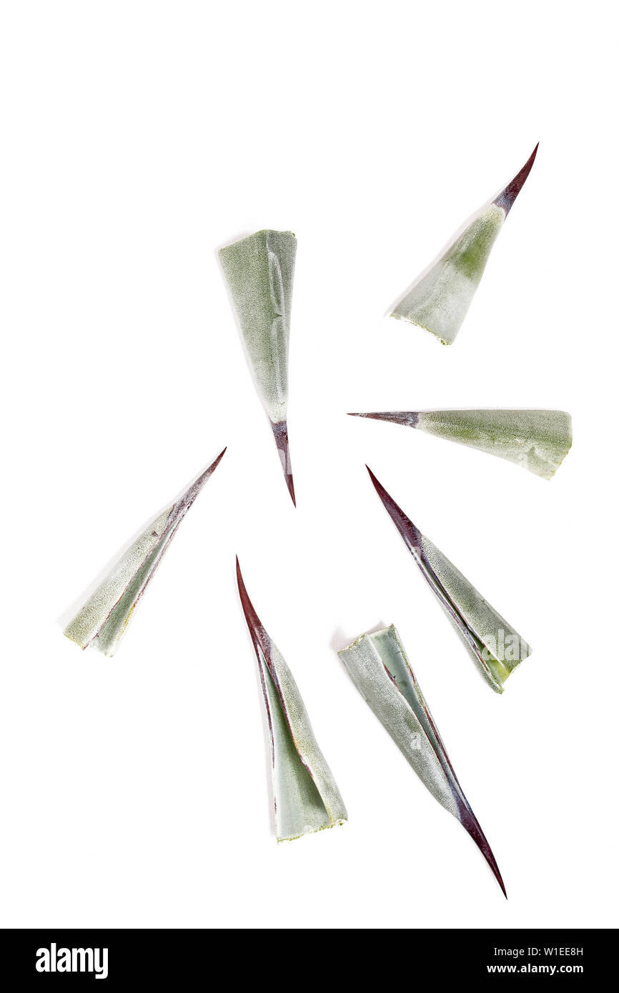 Group of pointy spikes of agave isolated on a white background Stock ...