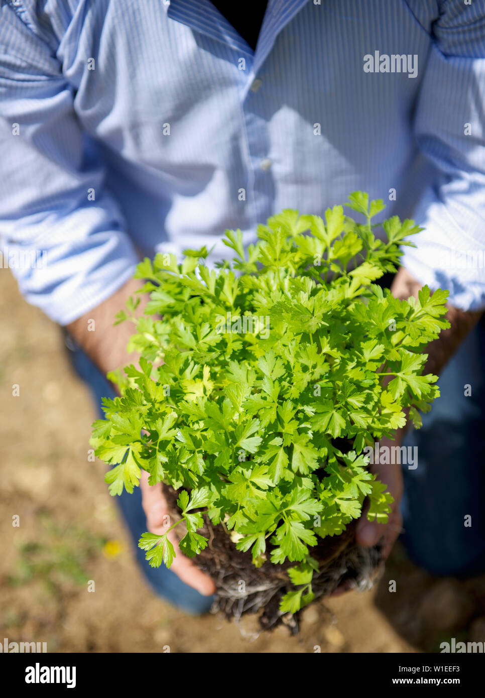 Man planting fresh parsley on vegetable garden, vertical image Stock ...