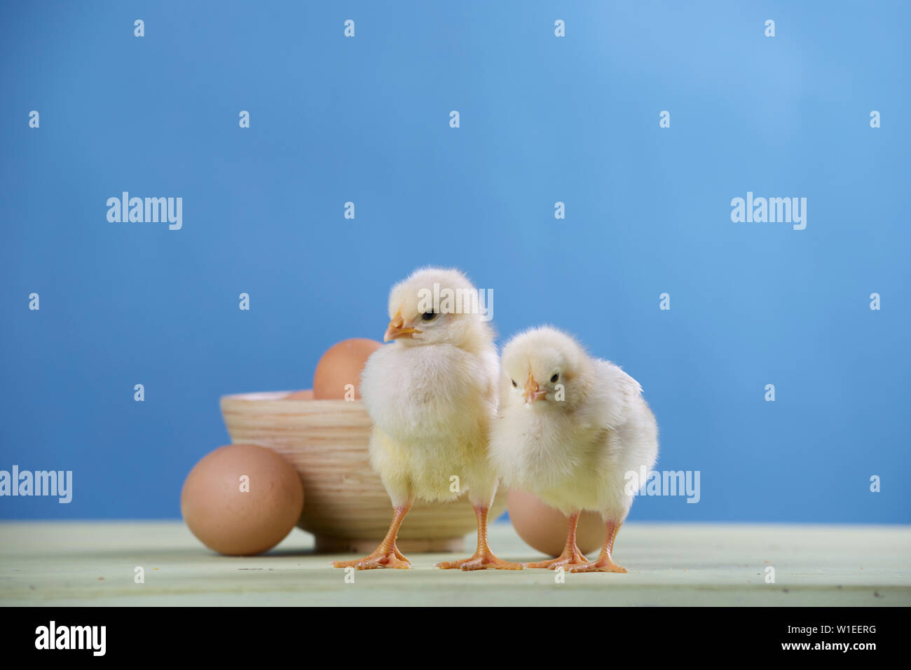 Two chicks on the table, blue background studio shot Stock Photo - Alamy