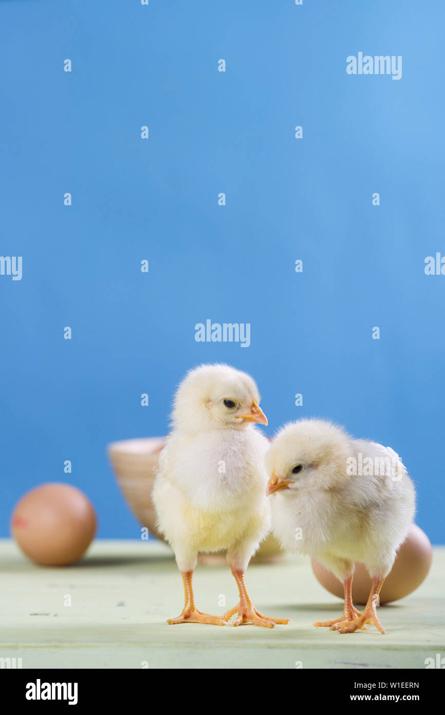 two chicks on the table, blue background, vertical image Stock Photo ...