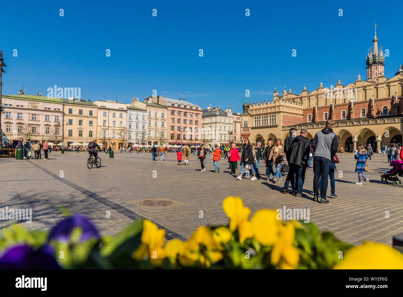 The main square, Rynek Glowny, in the medieval old town Krakow, a ...