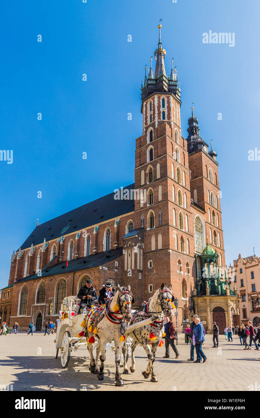 St. Mary's Basilica in the main square in the medieval old town of ...