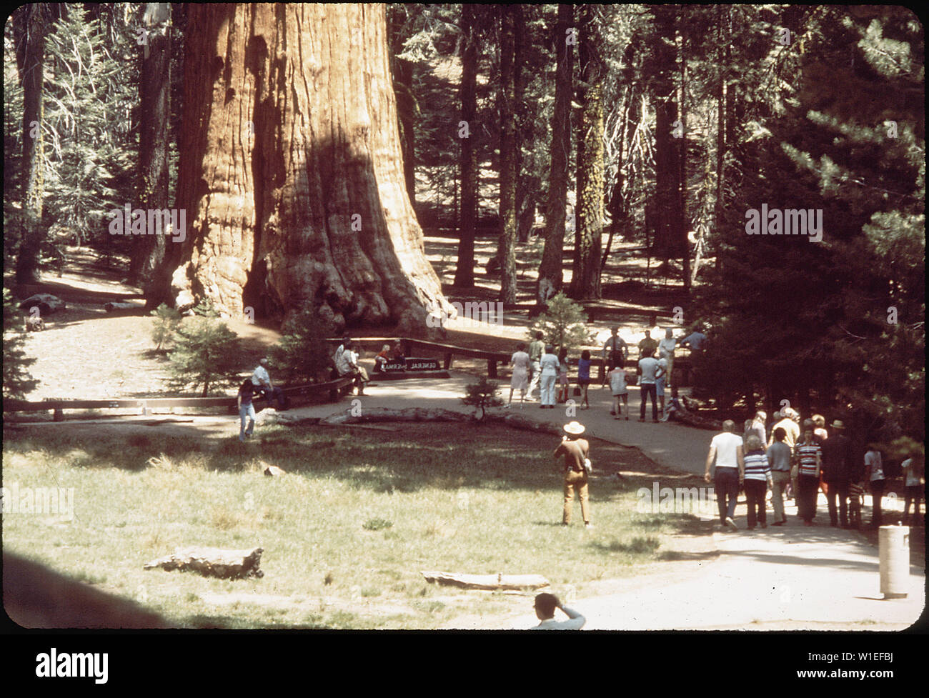 General sherman tree history hi-res stock photography and images - Alamy