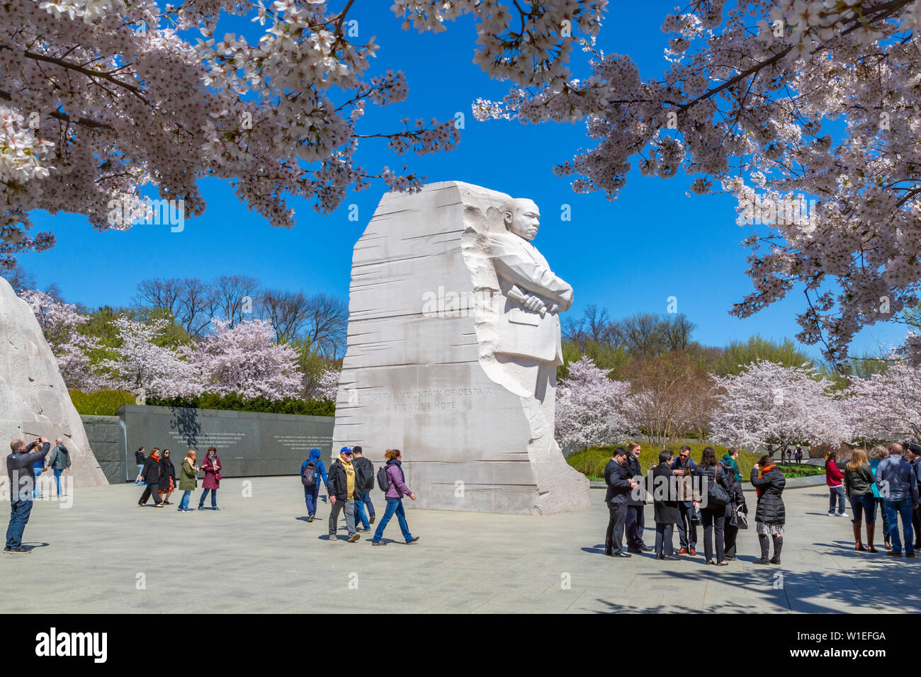 View of the Martin Luther King Jr. Memorial and cherry blossom trees in ...