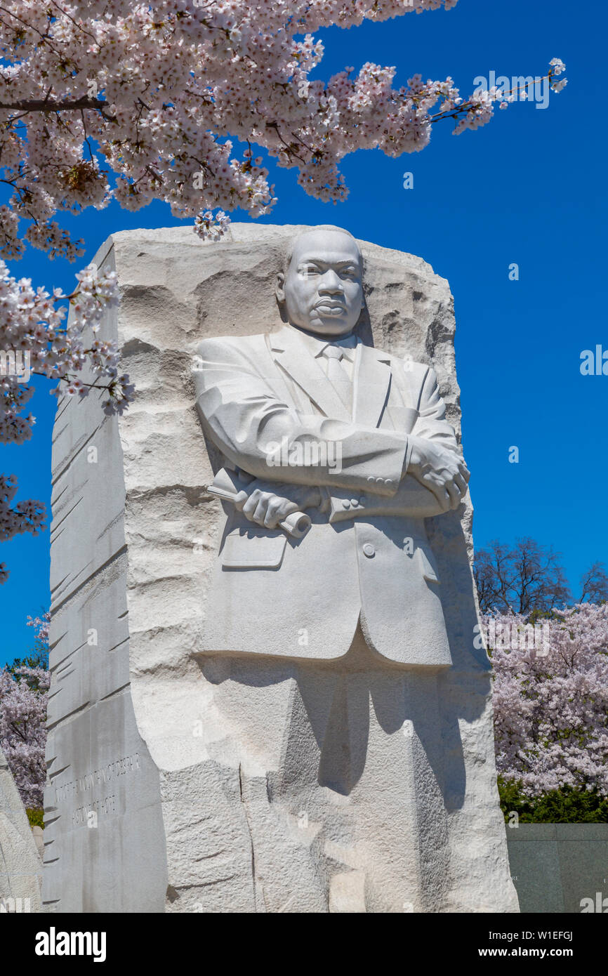 View of the Martin Luther King Jr. Memorial and cherry blossom trees in ...