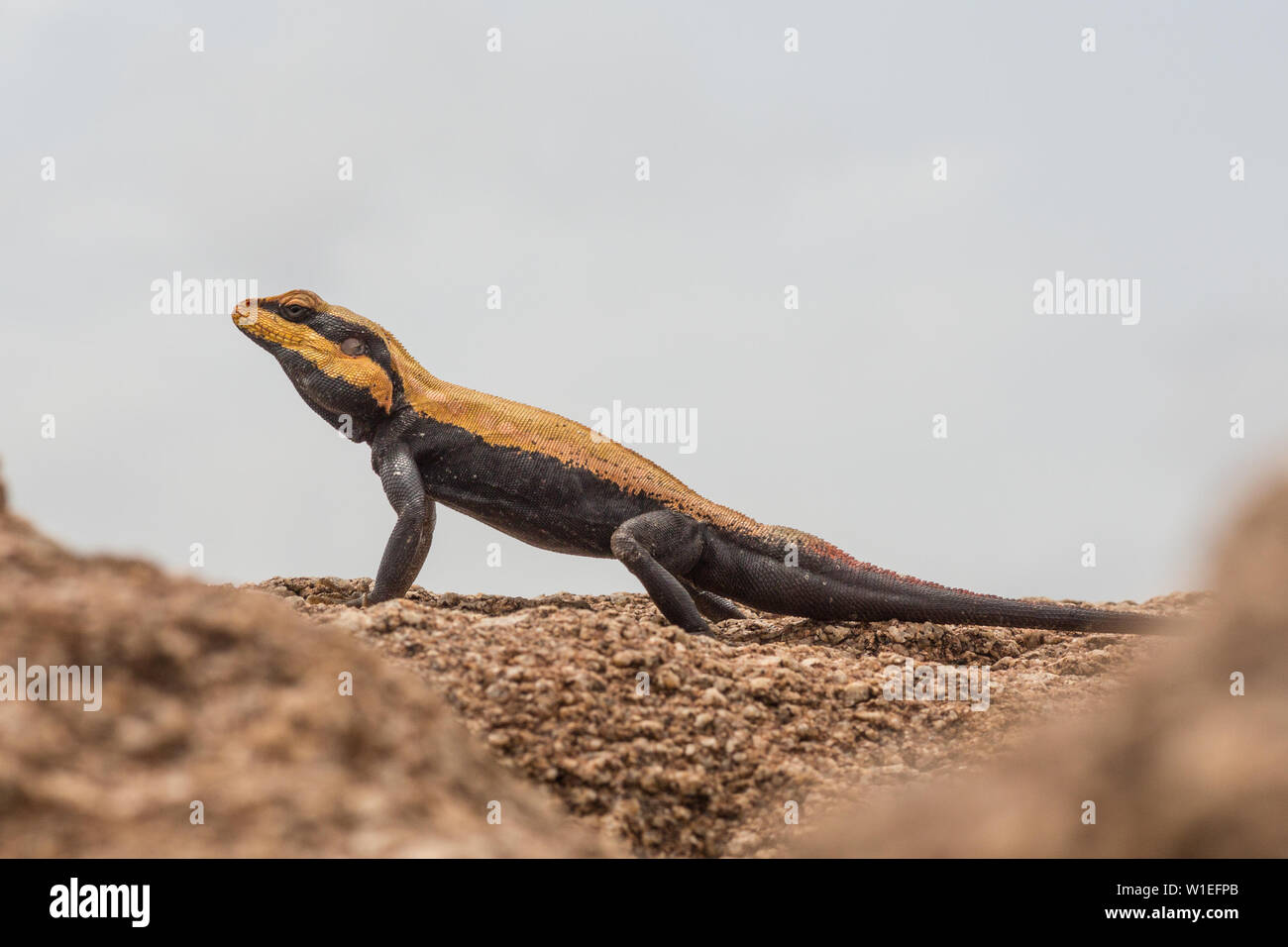 Hanumanali hi-res stock photography and images - Alamy