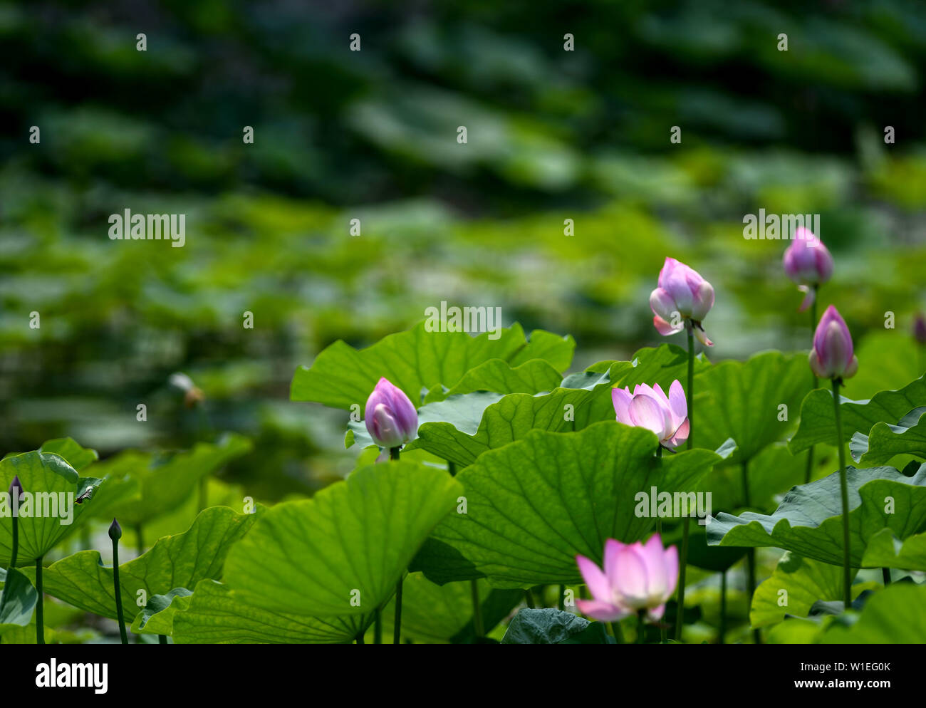 Tianjin. 2nd July, 2019. Photo taken on July 2, 2019 shows lotus ...