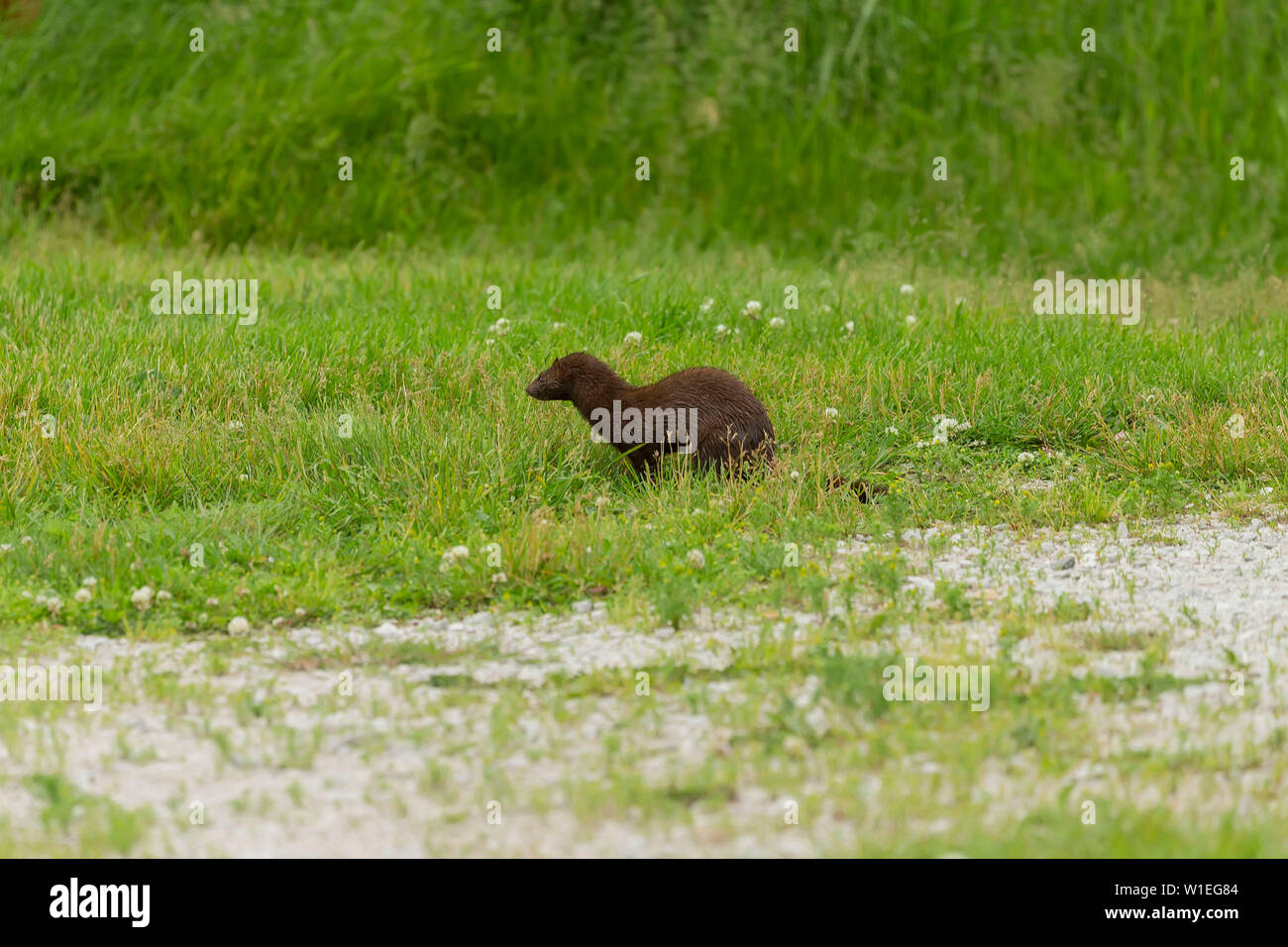 Mink reproduction hi-res stock photography and images - Alamy