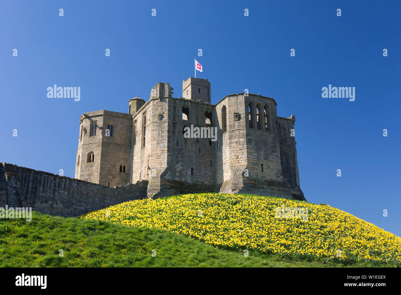 Daffodils bloom warkworth castle ruins hi-res stock photography and ...