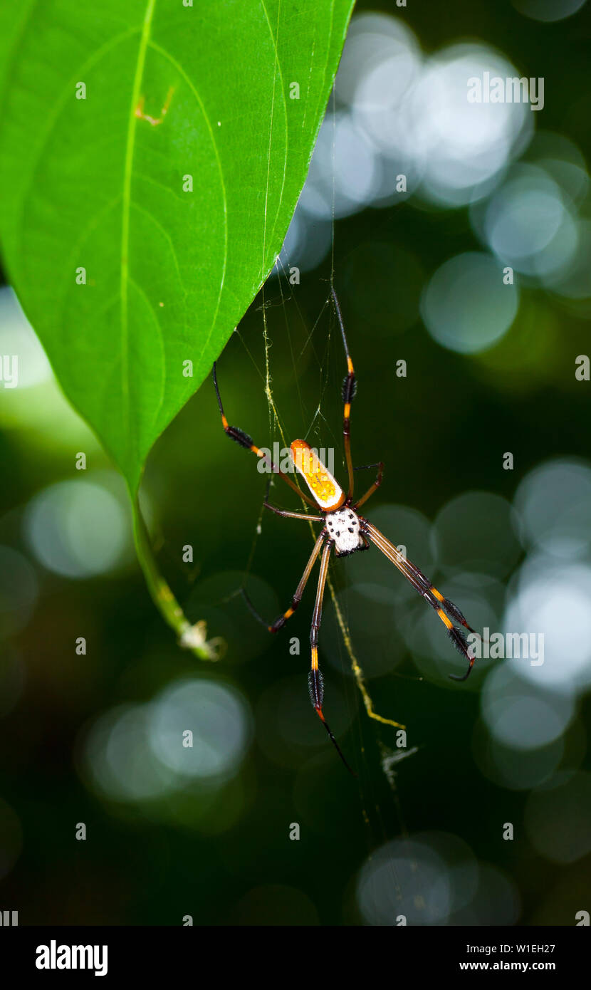 ARAÑA HILOS DE ORO - GOLDEN SILK ORB-WEAVER SPIDER (Nephila clavipes ...