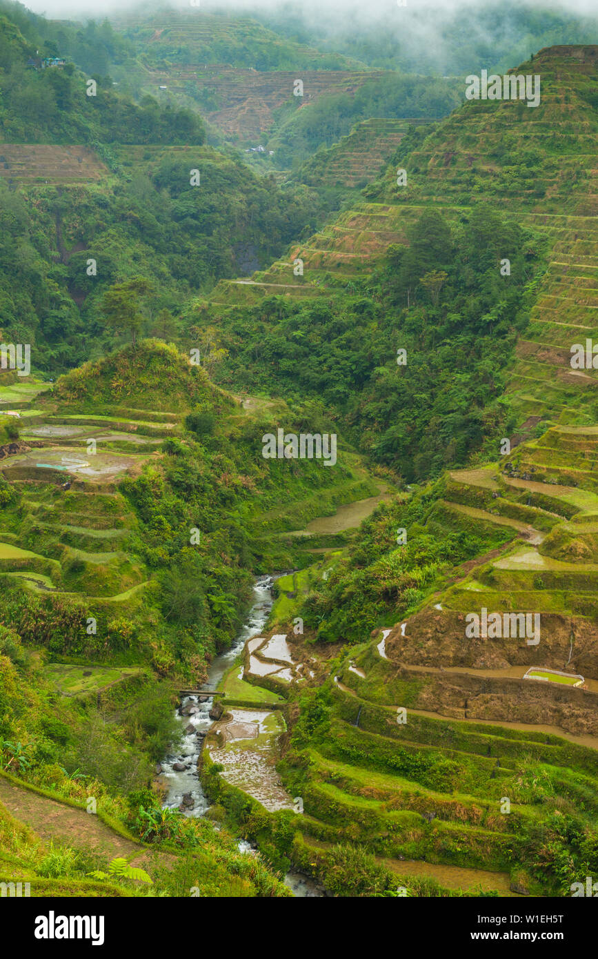 Rice Terraces, Banaue, UNESCO World Heritage Site, Luzon, Philippines ...