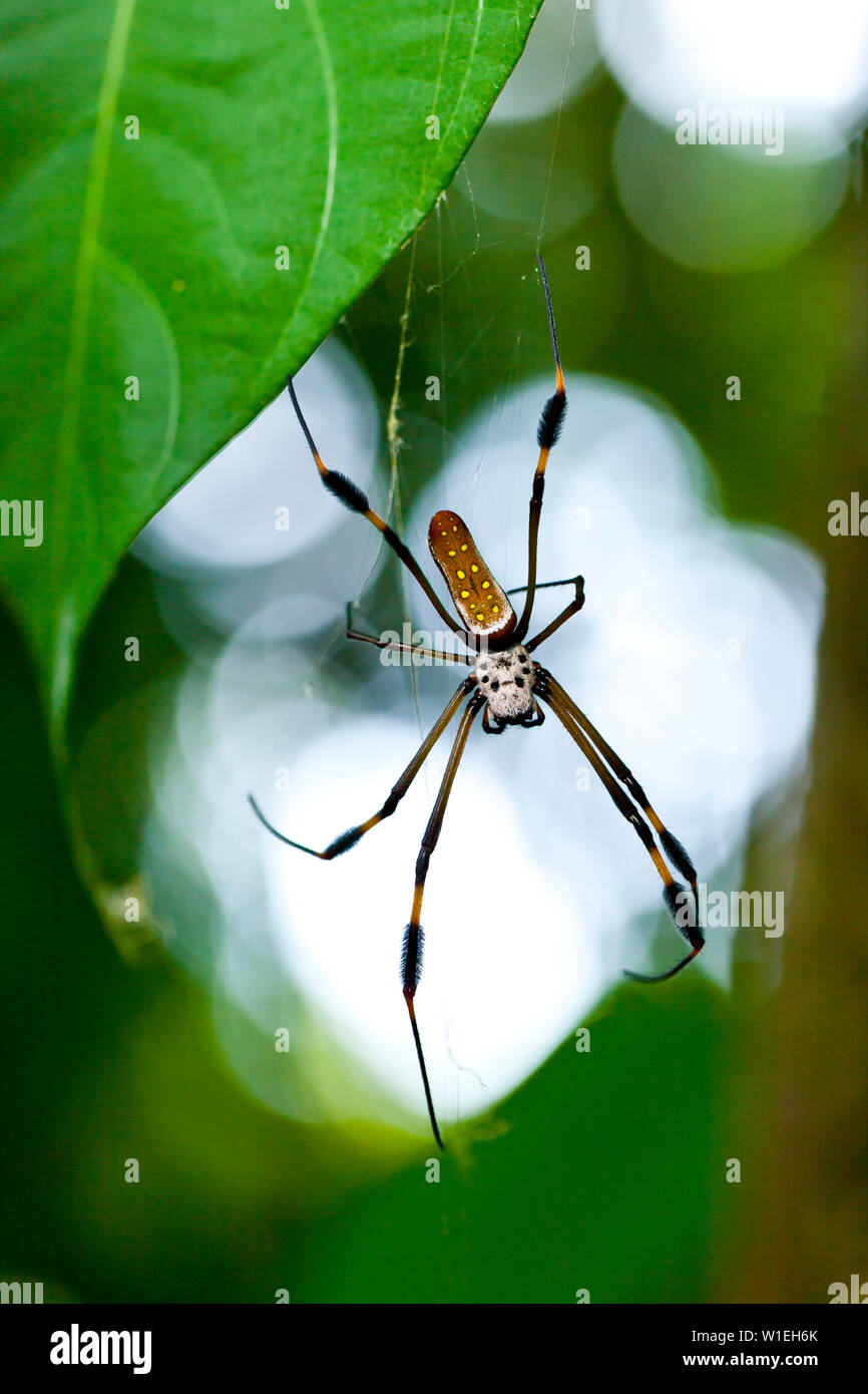 Nephila Clavipes Size