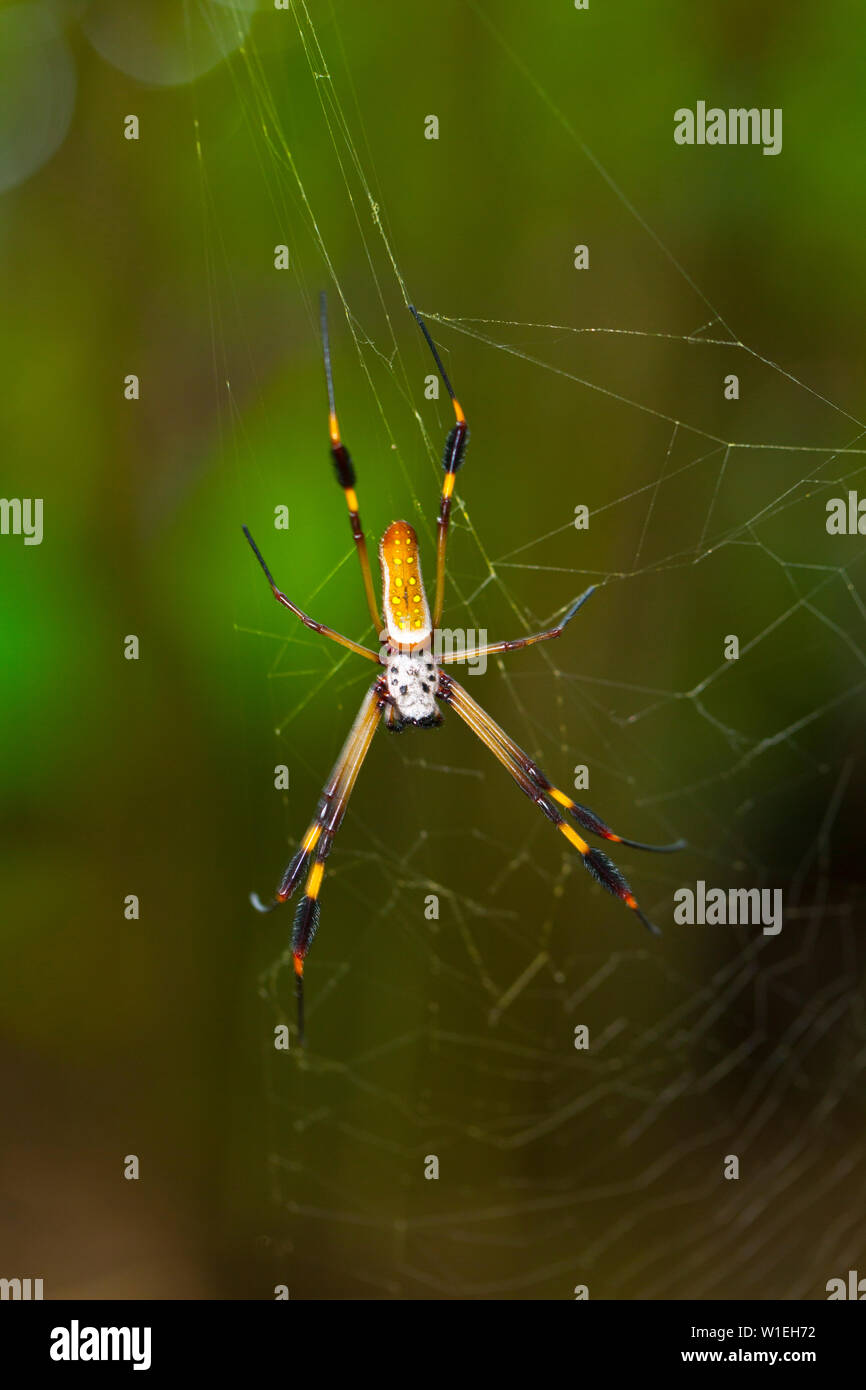 Golden orb spiders costa rica hi-res stock photography and images - Alamy
