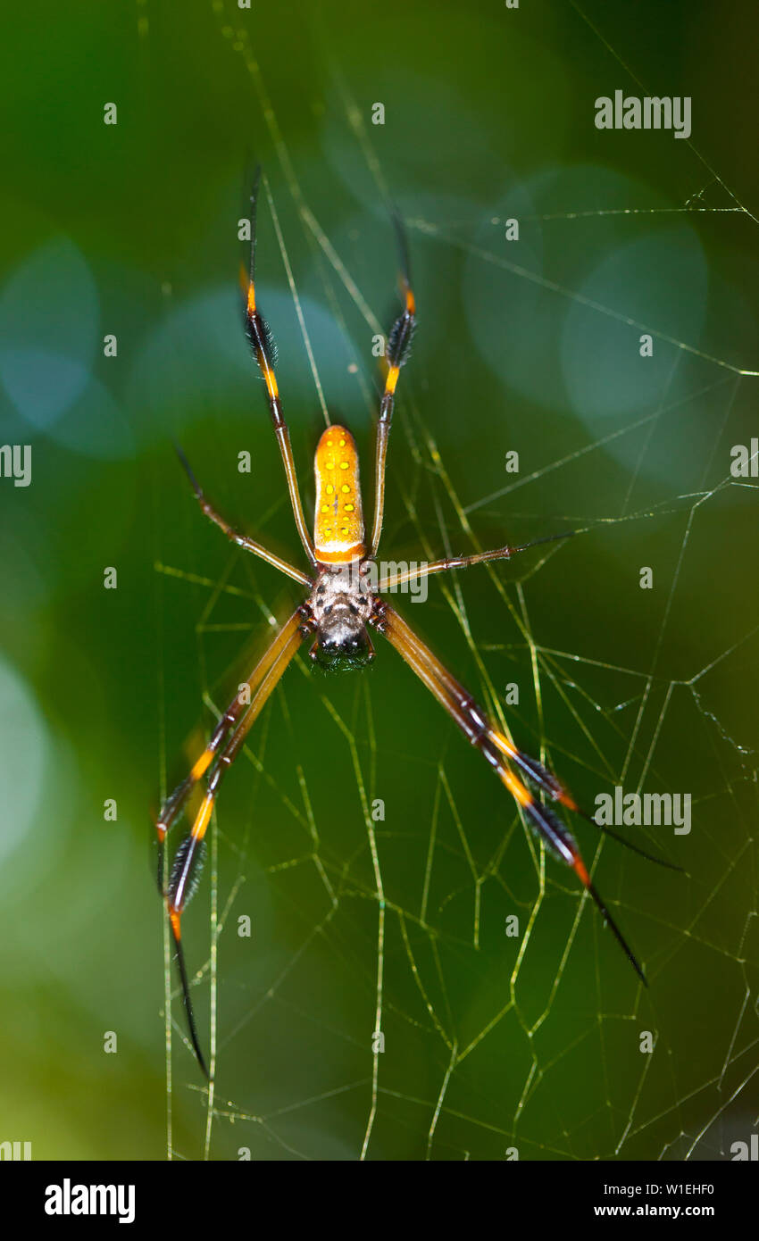 Golden Silk Orb Weaver Nephila Clavipes