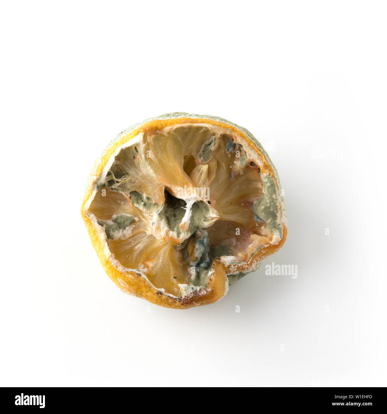 Ugly half lemon with mold on white background. Square image. Close up ...