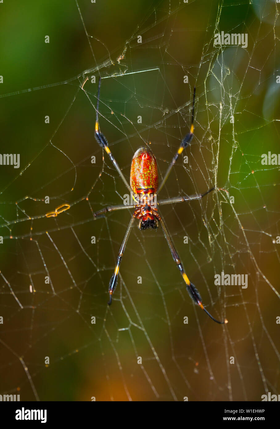 Golden orb spiders costa rica hi-res stock photography and images - Alamy