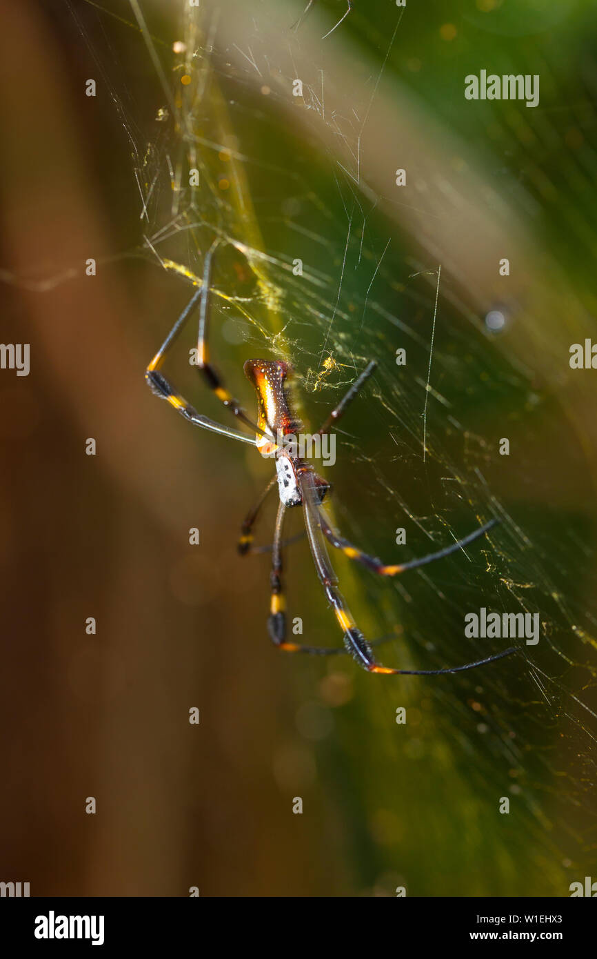 ARAÑA HILOS DE ORO - GOLDEN SILK ORB-WEAVER SPIDER (Nephila clavipes ...