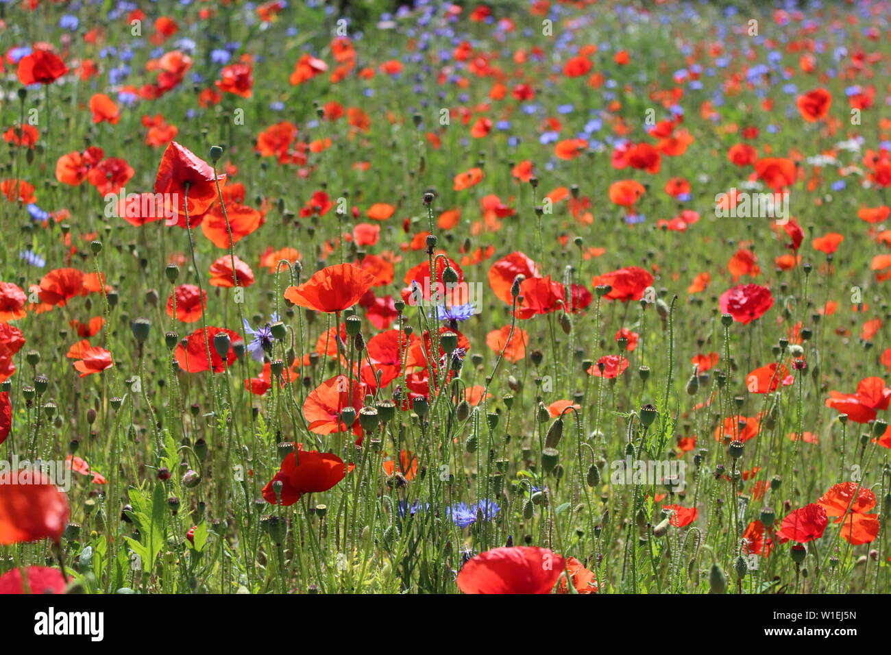 Poppy field of remembrance hi-res stock photography and images - Alamy