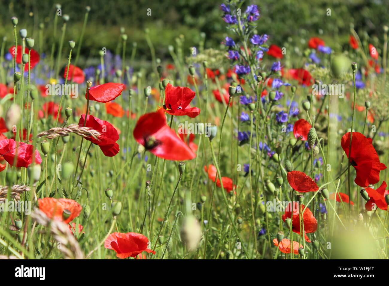 Poppy field of remembrance hi-res stock photography and images - Alamy
