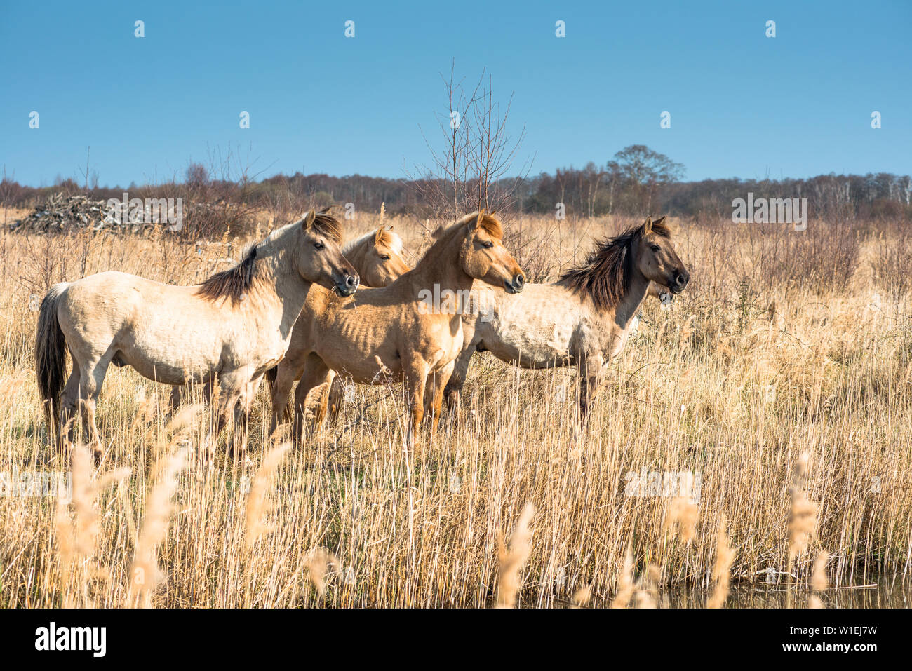 Animals of the ely kingdom hi-res stock photography and images - Alamy