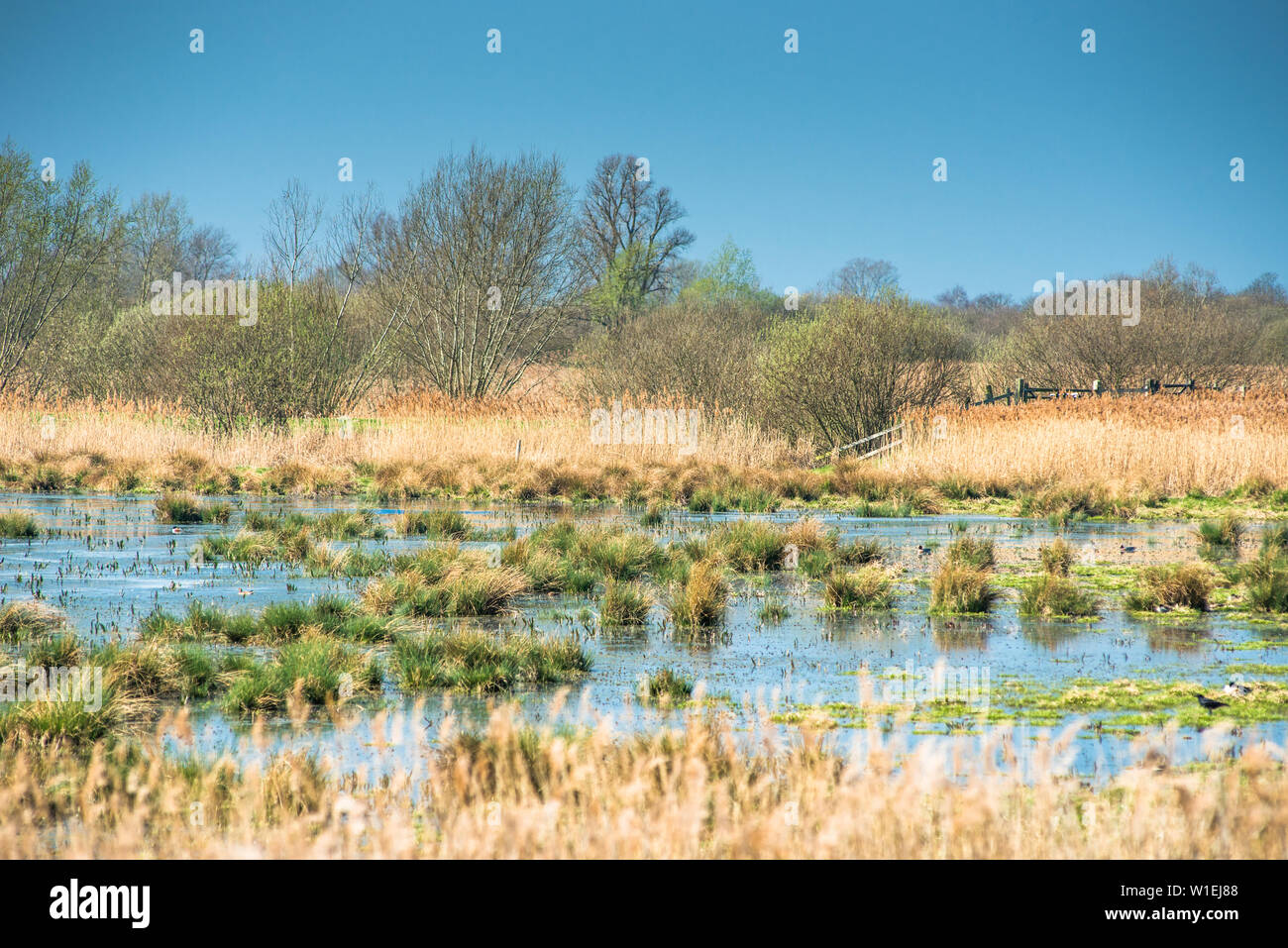 Great wetlands of europe hi-res stock photography and images - Alamy