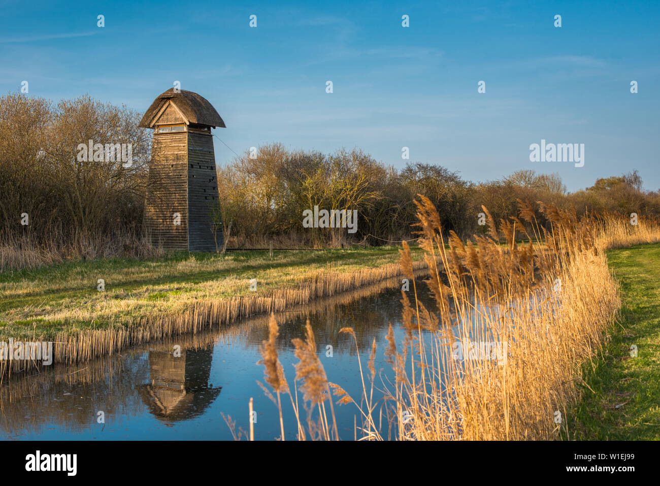 Tower hide at Wicken Fen Nature Reserve in warm evening light on ...