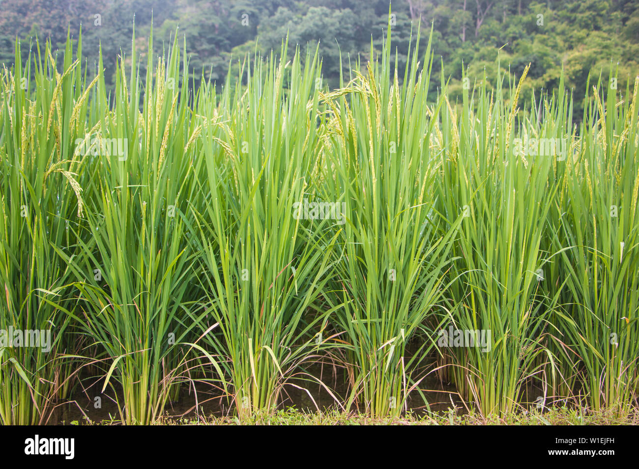 How is rice grown hi-res stock photography and images - Alamy