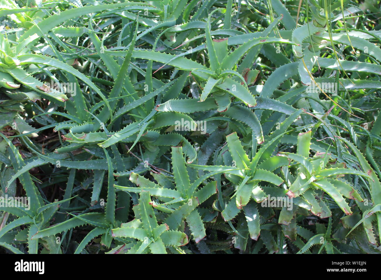 Green spiky aloe vera hi-res stock photography and images - Alamy